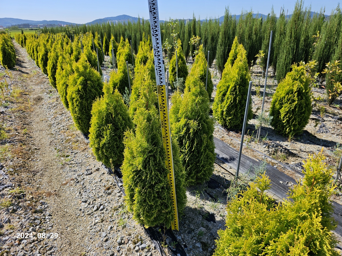써니스마라그 1m,미측백1.5m이상,블루엔젤,에메랄드그린 판매합니다 ^^~ : 트리디비