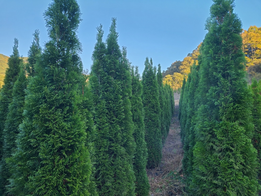 에메랄드그린 1.0m ~ 2.5m 판매합니다. : 트리디비