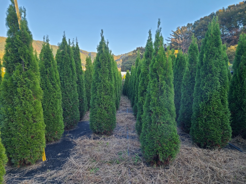에메랄드그린 1.0m ~ 2.5m 판매합니다. : 트리디비